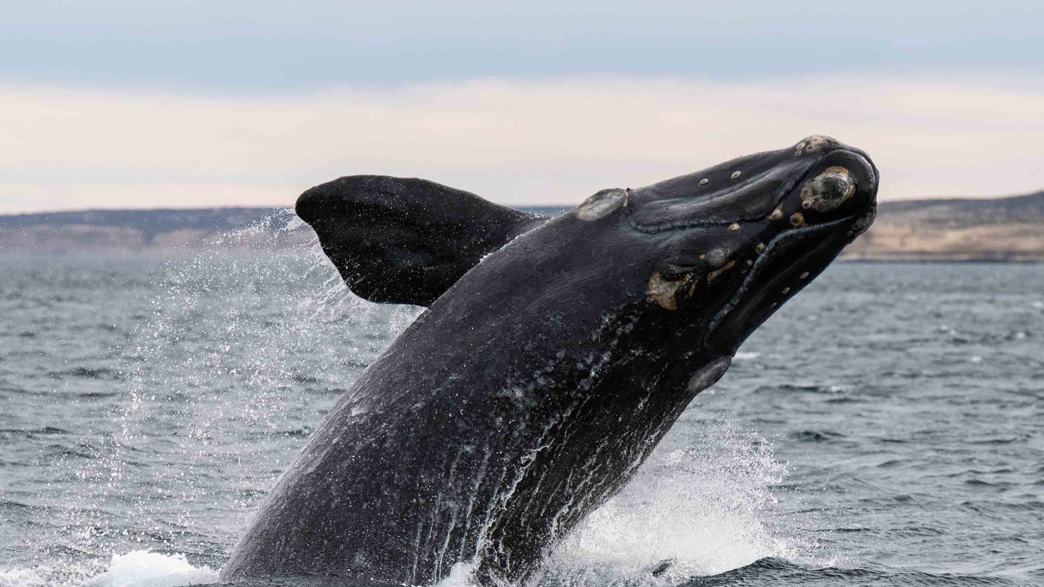 Scientists Harness AI to Help Protect Whales, Advancing Ocean Conservation and Planning ...